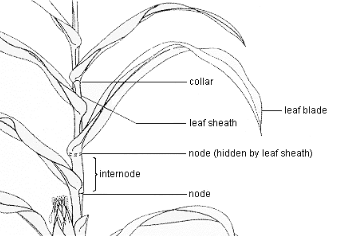 Morfologi Tanaman Jagung - Dinasti Gudang Ceurana