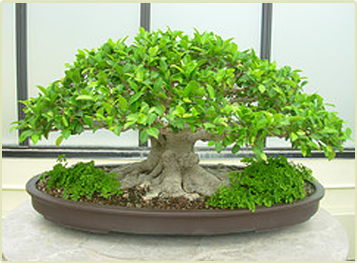Foto Pohon Bonsai - Tanaman Bonsai | GambarBinatang.Com