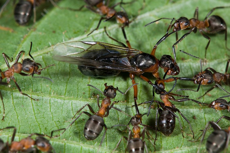 FAUNA-CERCANA: 9 - Algunos INSECTOS terrestres frecuentes en la región ...