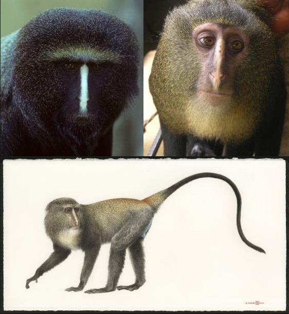 Species New to Science: [Mammalogy • 2012] Lesula | Cercopithecus ...