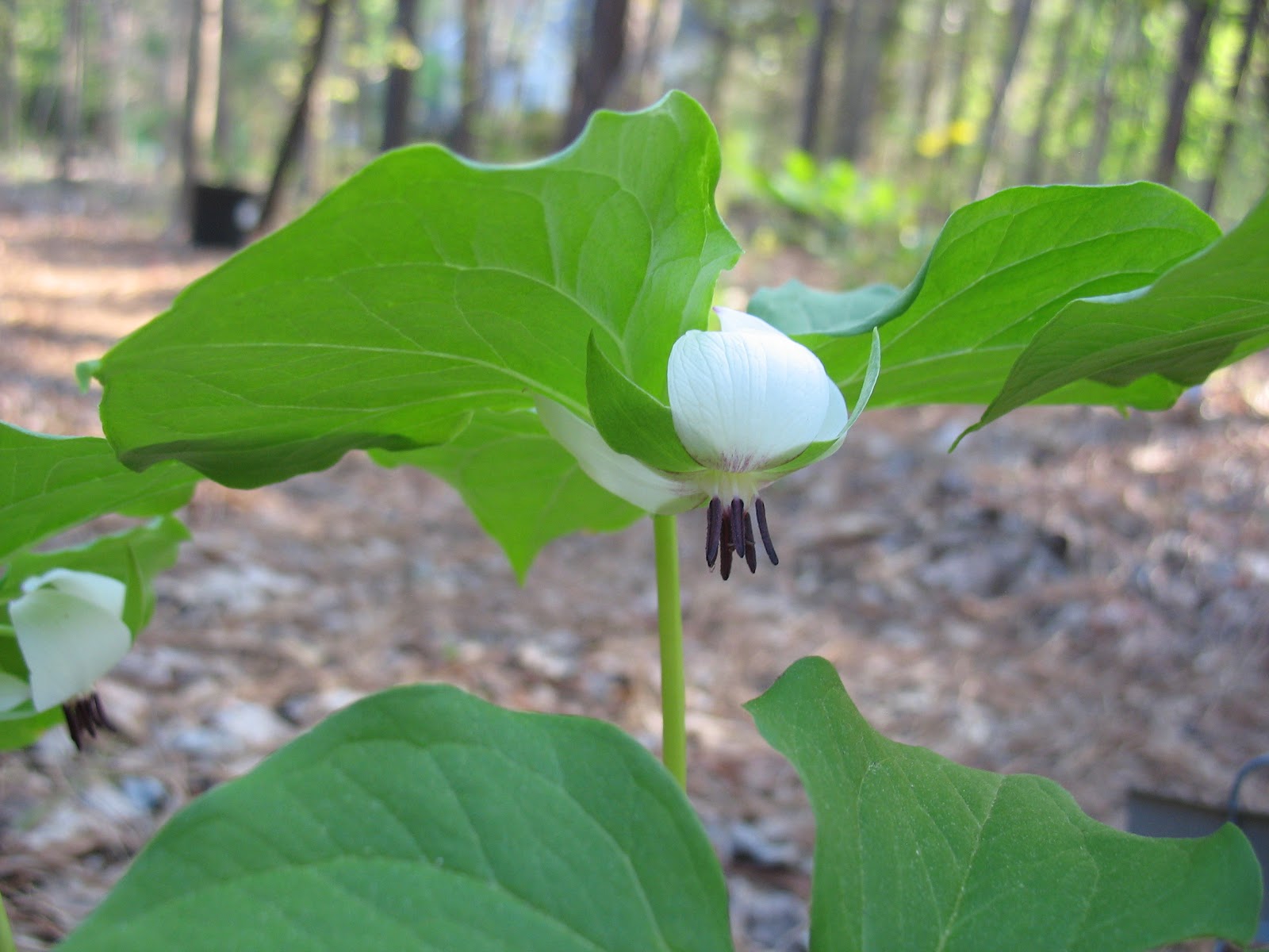 Using Georgia Native Plants: Trilliums - a Georgia specialty