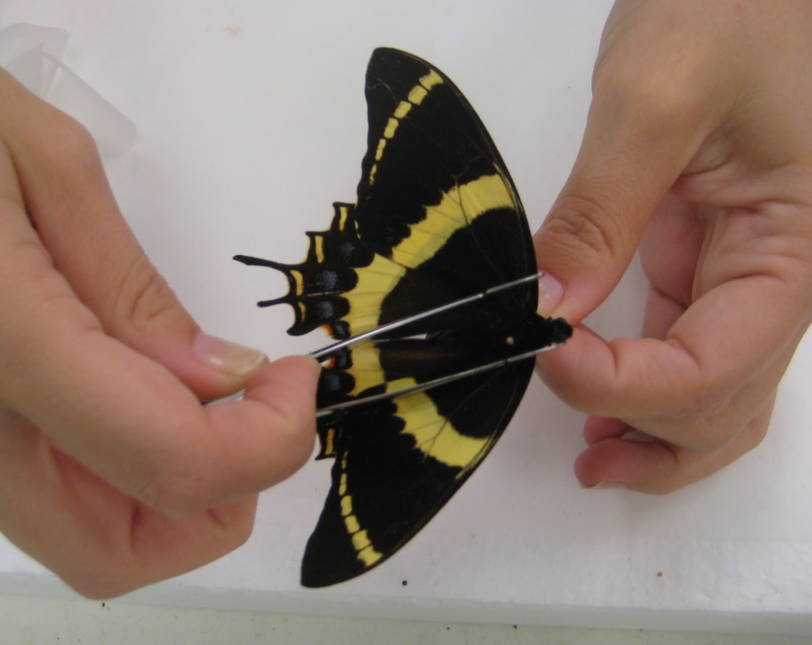 Vietnam Insect: How to prepare butterfly specimens