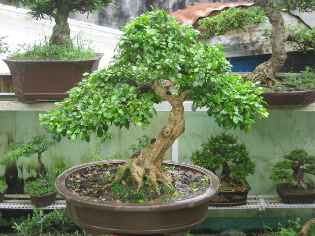 C Y NGUY T QU c-y-nguy-t-qu