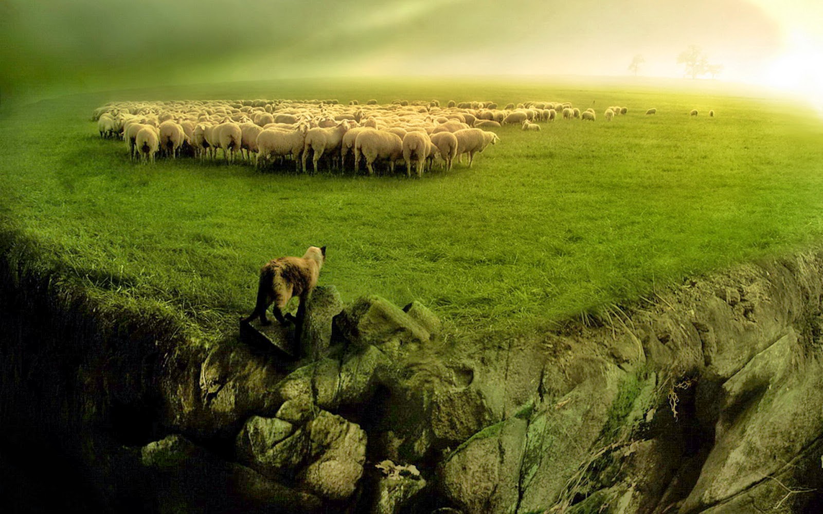 The Eye-Witness: FRANCIS: DON'T SMELL THE SHEEP. FEED THEM....