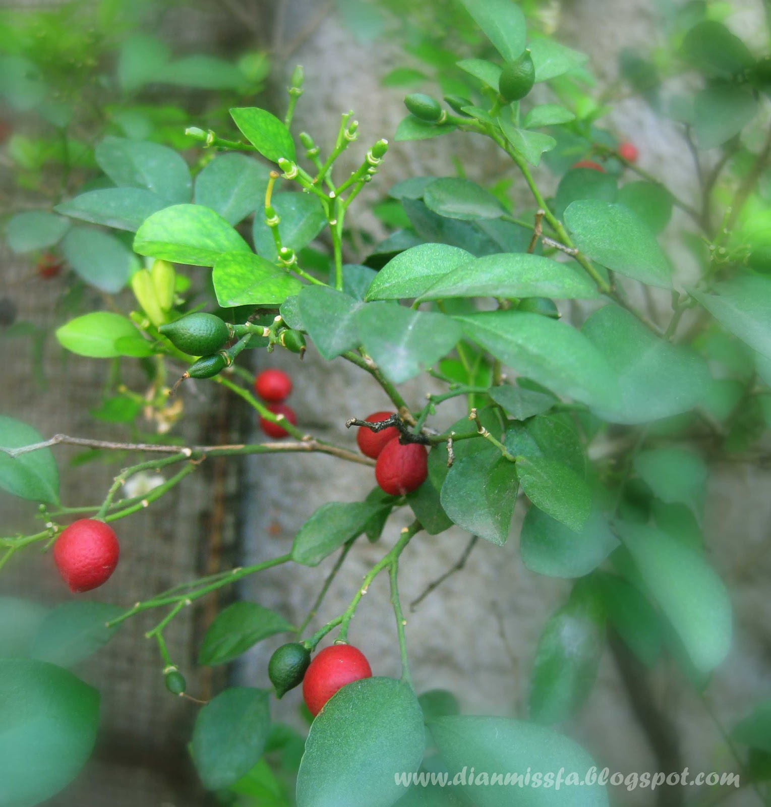 KEBUN BUNGA: KEMUNING (Murraya paniculata)