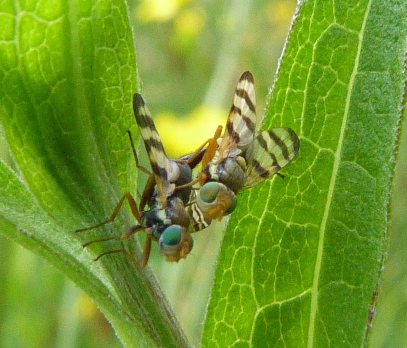 Insects of Scotland: Other Flies/Picture-wing Flies