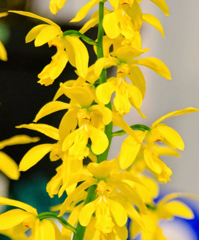 The Wayward Hawaiian: Taiwan International Orchid Show