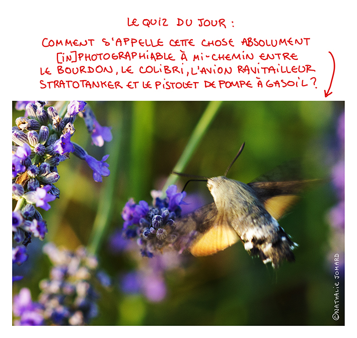 Grumeauland - l'Annexe: Introducing Trucmuche