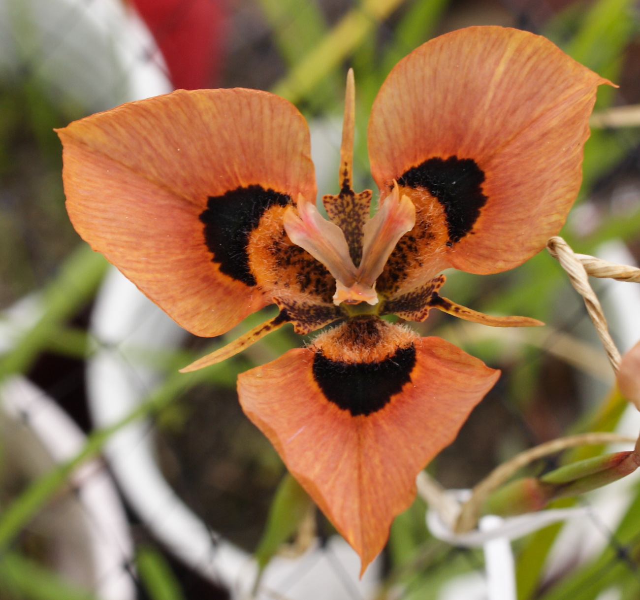 Growing Cool Plants: Moraea MM 13-159