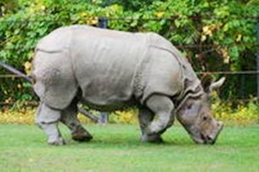 indonesia warna warni: Badak Jawa (Badak Bercula Satu)