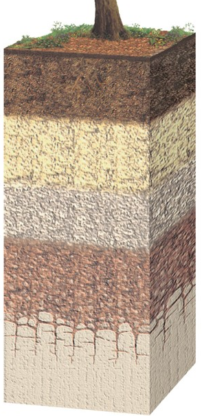 The World Is A Sphere: Pedosphere