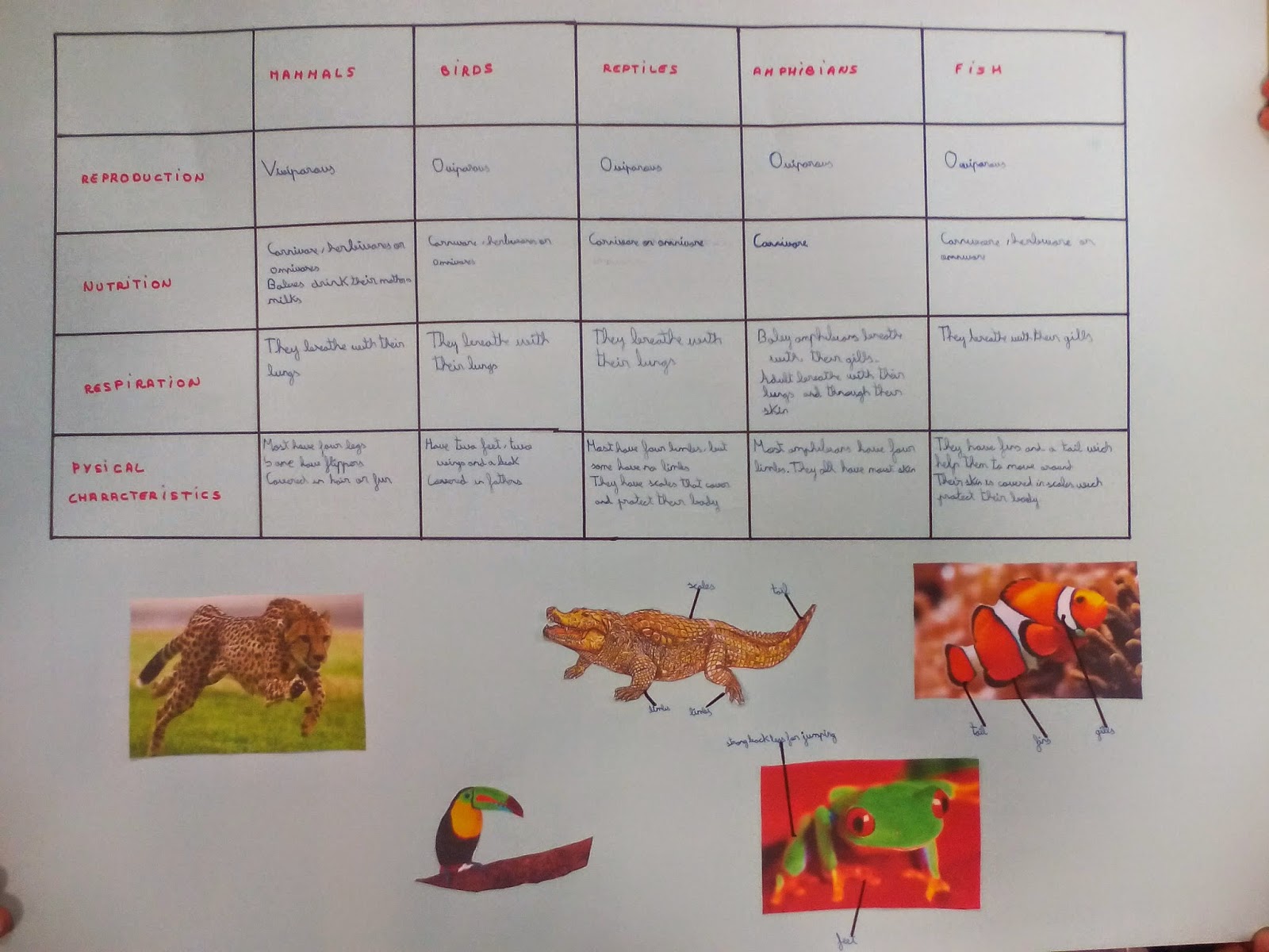 Science and Physical Education: Vertebrate Animals Table