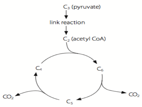 #88 Aerobic respiration, Link reaction | Biology Notes for A level