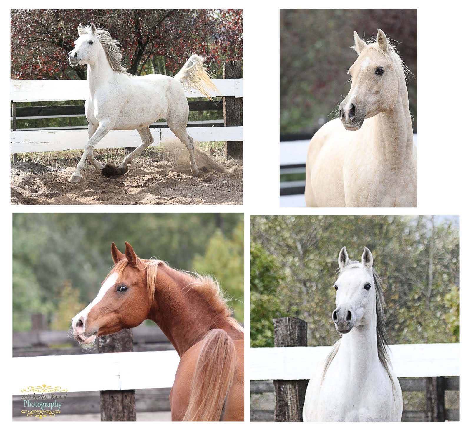 Michelle Reed Photography