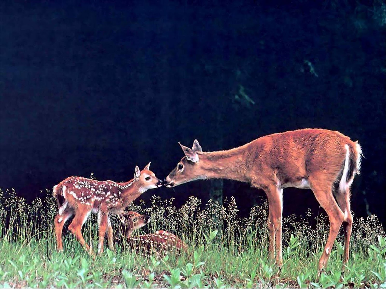 Deer - High Quality Wallpapers