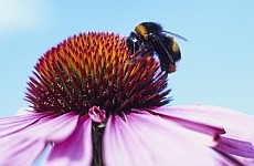 Science Technology: fixed plants