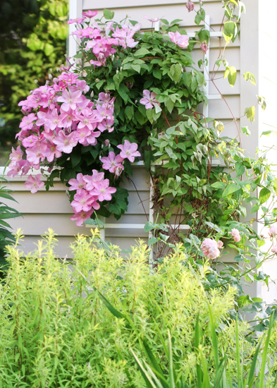 VW Garden: Adding Chartreuse to the Garden