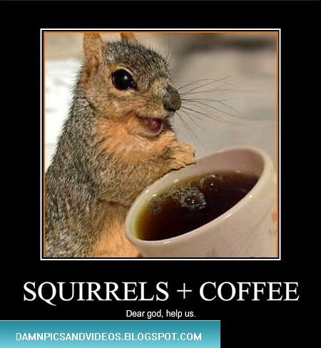 DAMN PICTURES: SQUIRRELS + COFFEE