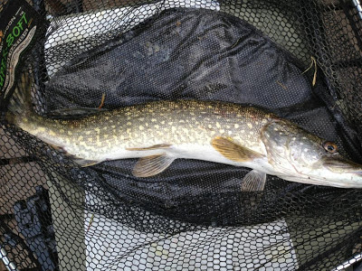 UK fishing venues: Cawood Park - Catch Review