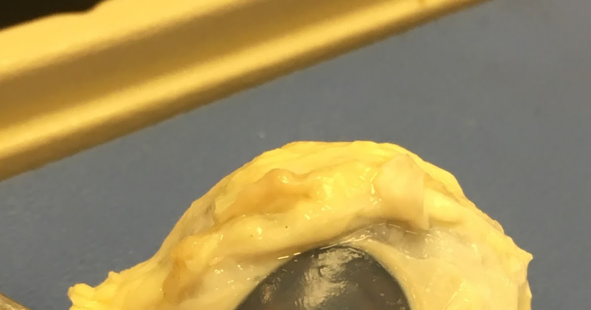 Kaitlin's Anatomy Blog: Sheep Eye Dissection Analysis