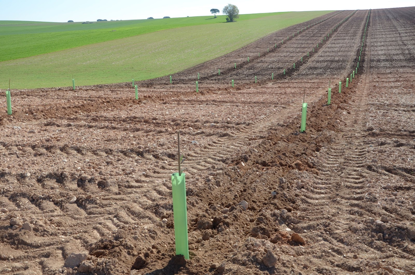 Planting olive trees. Using GPS