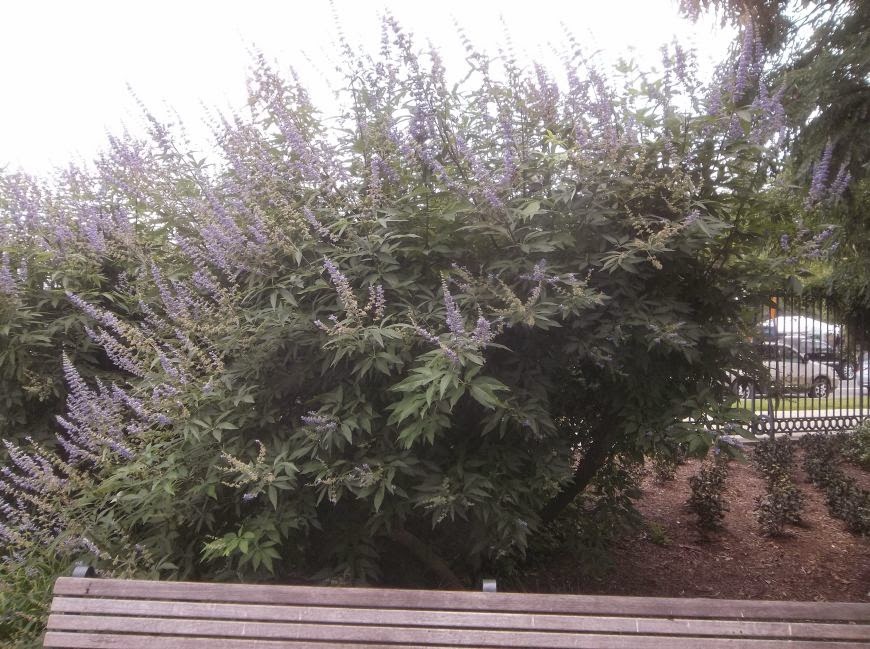 Future Plants by Randy Stewart: Vitex - the Chaste Tree family