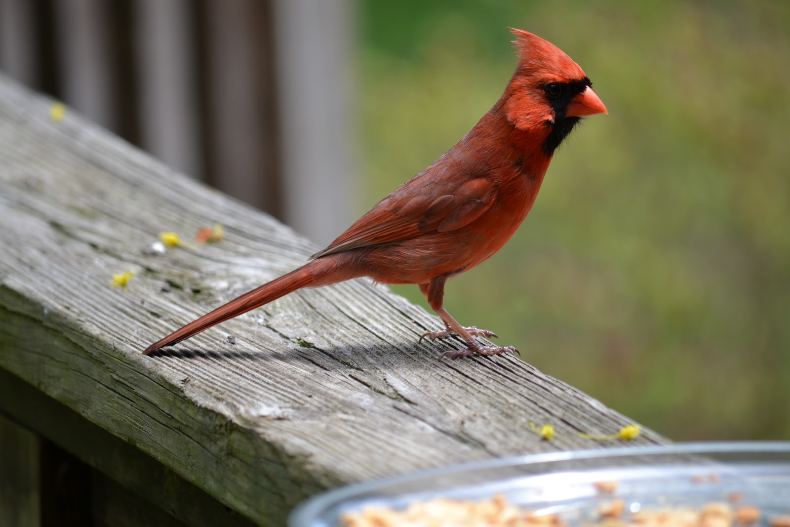 It's All About Purple: The Comical Cardinal