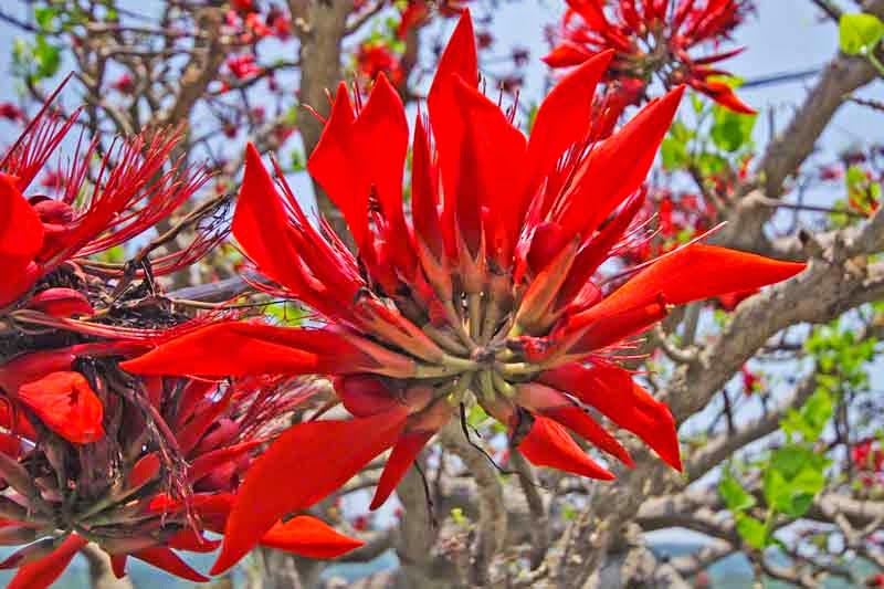 Ryukyu Life: Deigo Flower Photos and a Sweet Tune