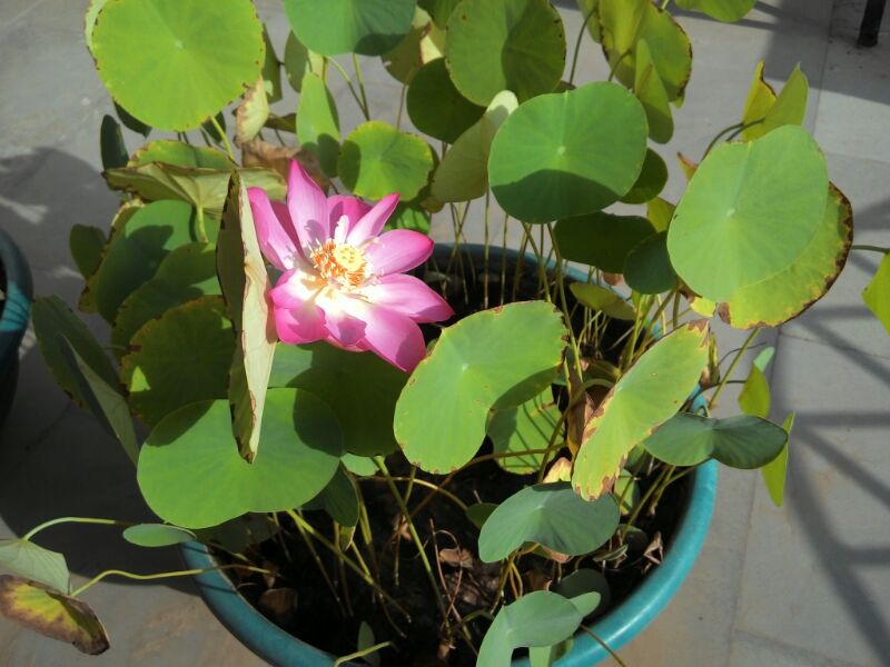 My Garden: Full bloom of my very first home grown lotus flower