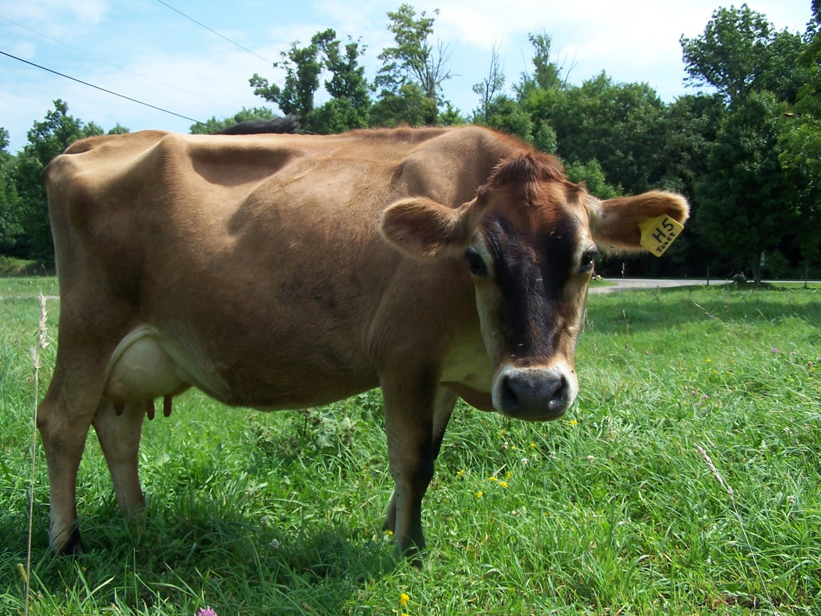 Wayward Goose Farm: Cow of the Day