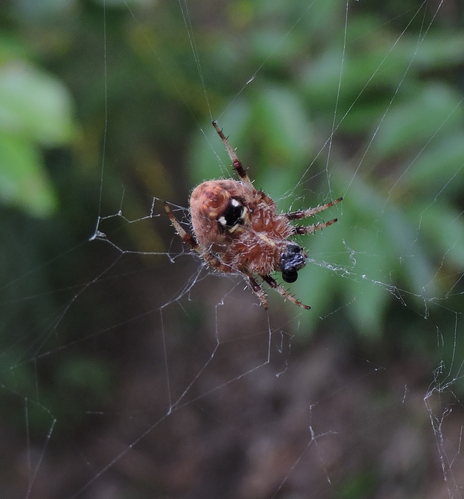 Capital Naturalist by Alonso Abugattas: Spotted Orbweaver Spider