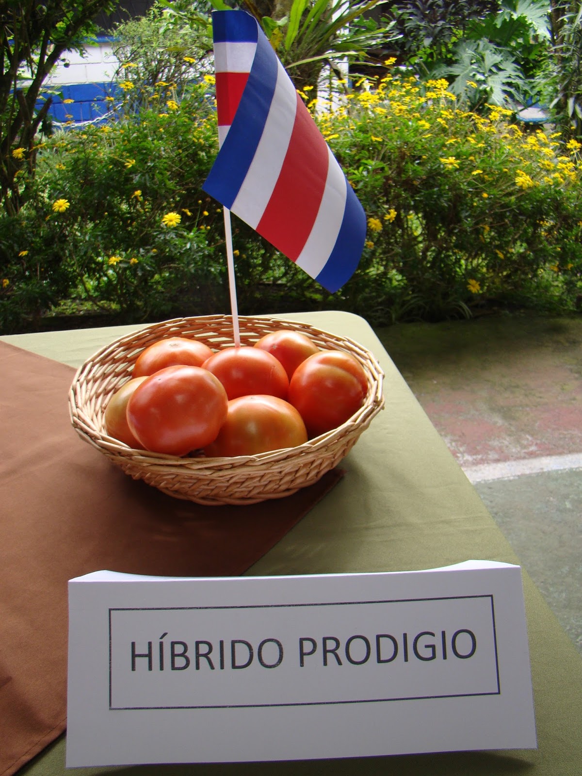 Liberan primer híbrido de tomate desarrollado en Costa Rica