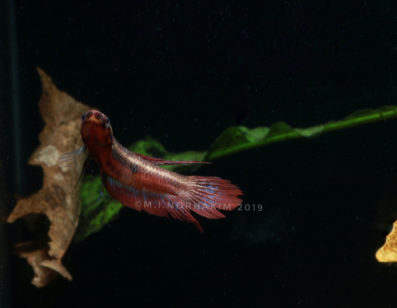 Berita TV Malaysia: Betta livida