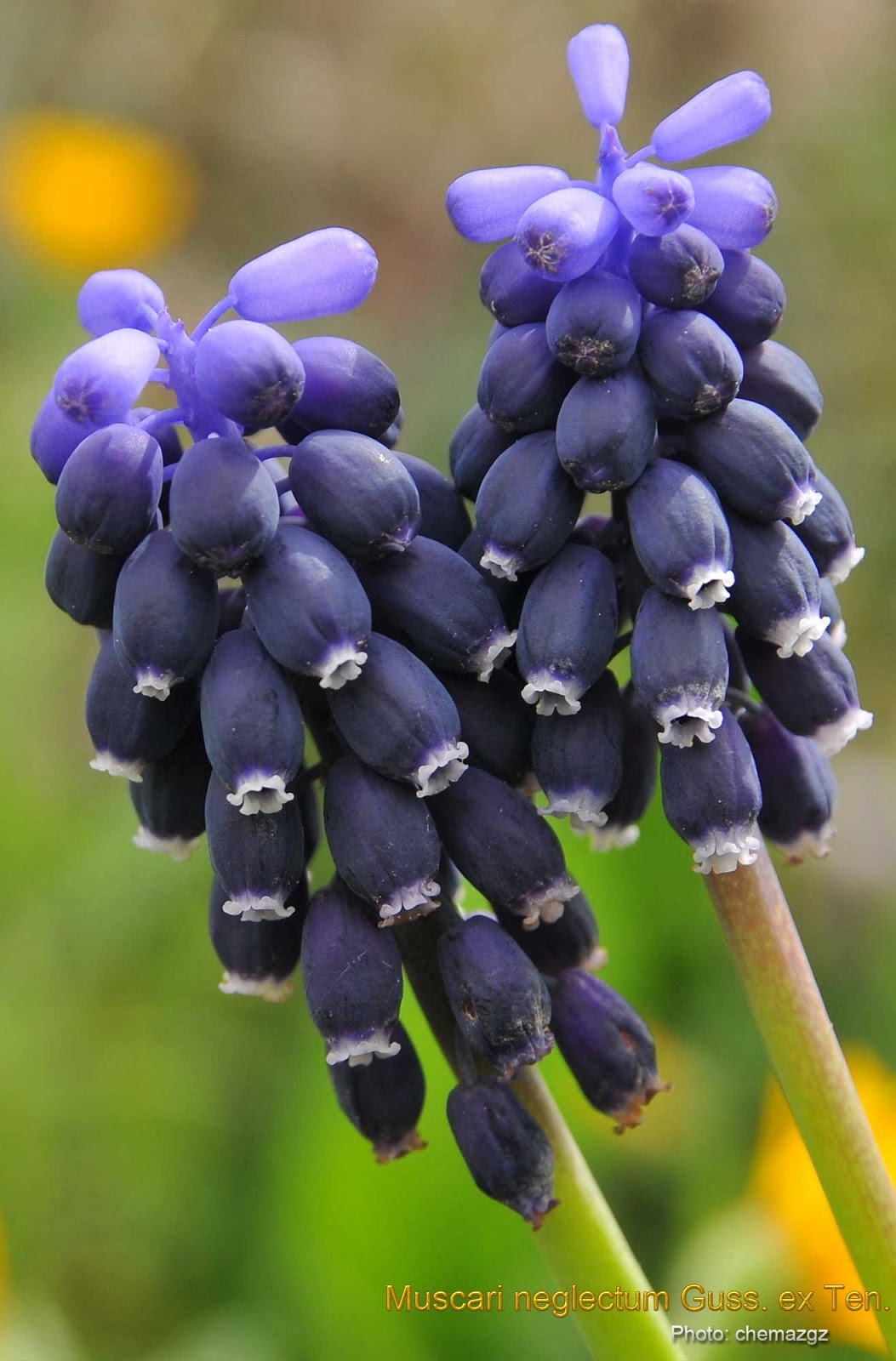 Medicinal Plants: Muscari neglectum
