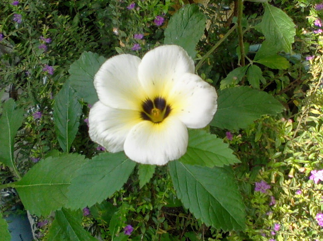 Klasifikasi Bunga Pukul Delapan | Dunia Remaja™