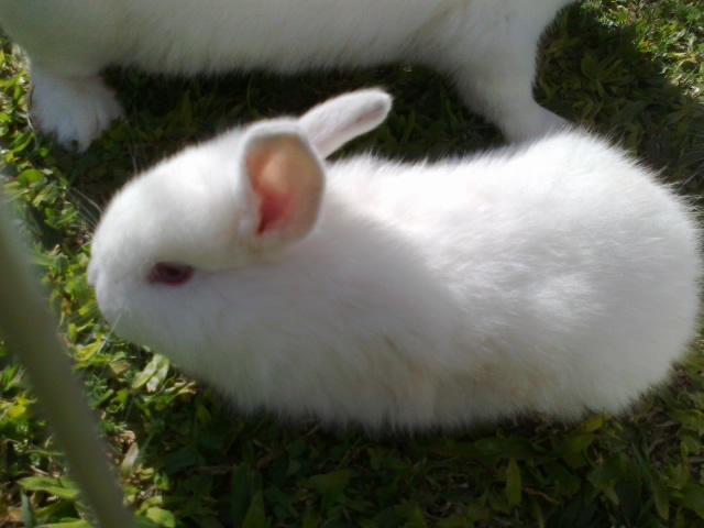 Blog da bióloga - Plante vida: Coelhos Albinos