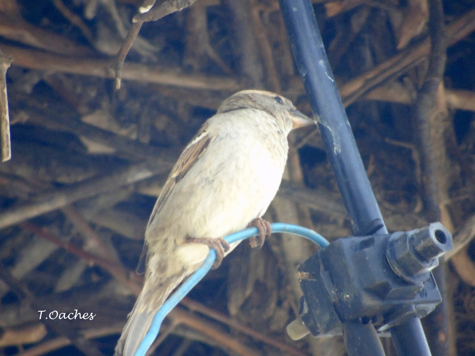 PASARI DIN ROMANIA: VRABIE NEGRICIOASA, Passer hispaniolensis