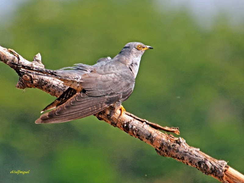 Miguel fotografia: Cuco común (Cuculus canorus)