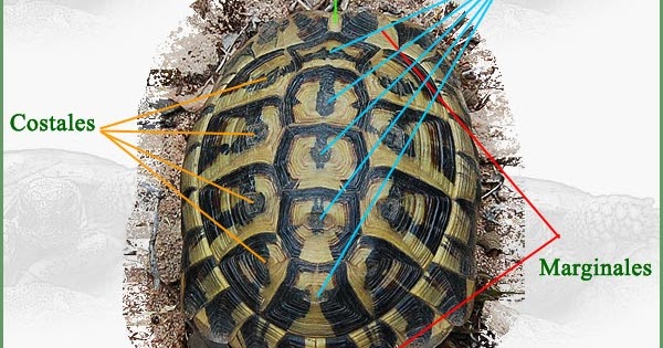 Mi diario tortuga: Anatomía del caparazón