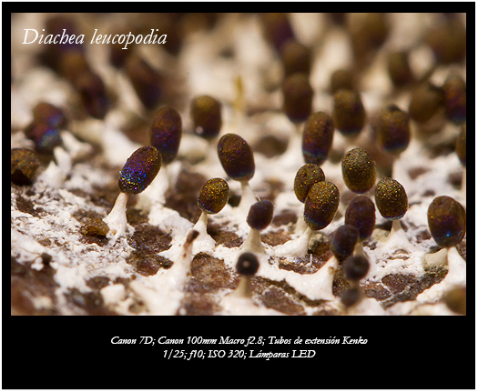 MANERAS DE MIRAR: Diachea leucopodia