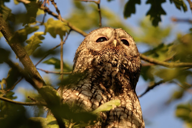 EL NIDO DEL XUAN: CÁRABO COMÚN. (Strix aluco)
