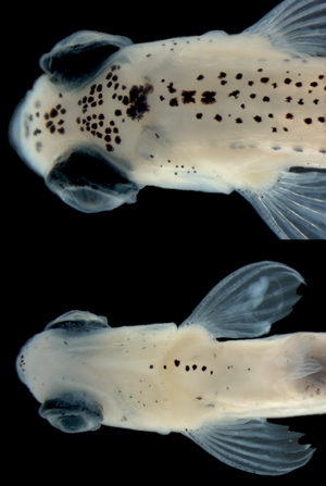 Species New to Science: [Ichthyology • 2009] Danionella priapus • a new ...