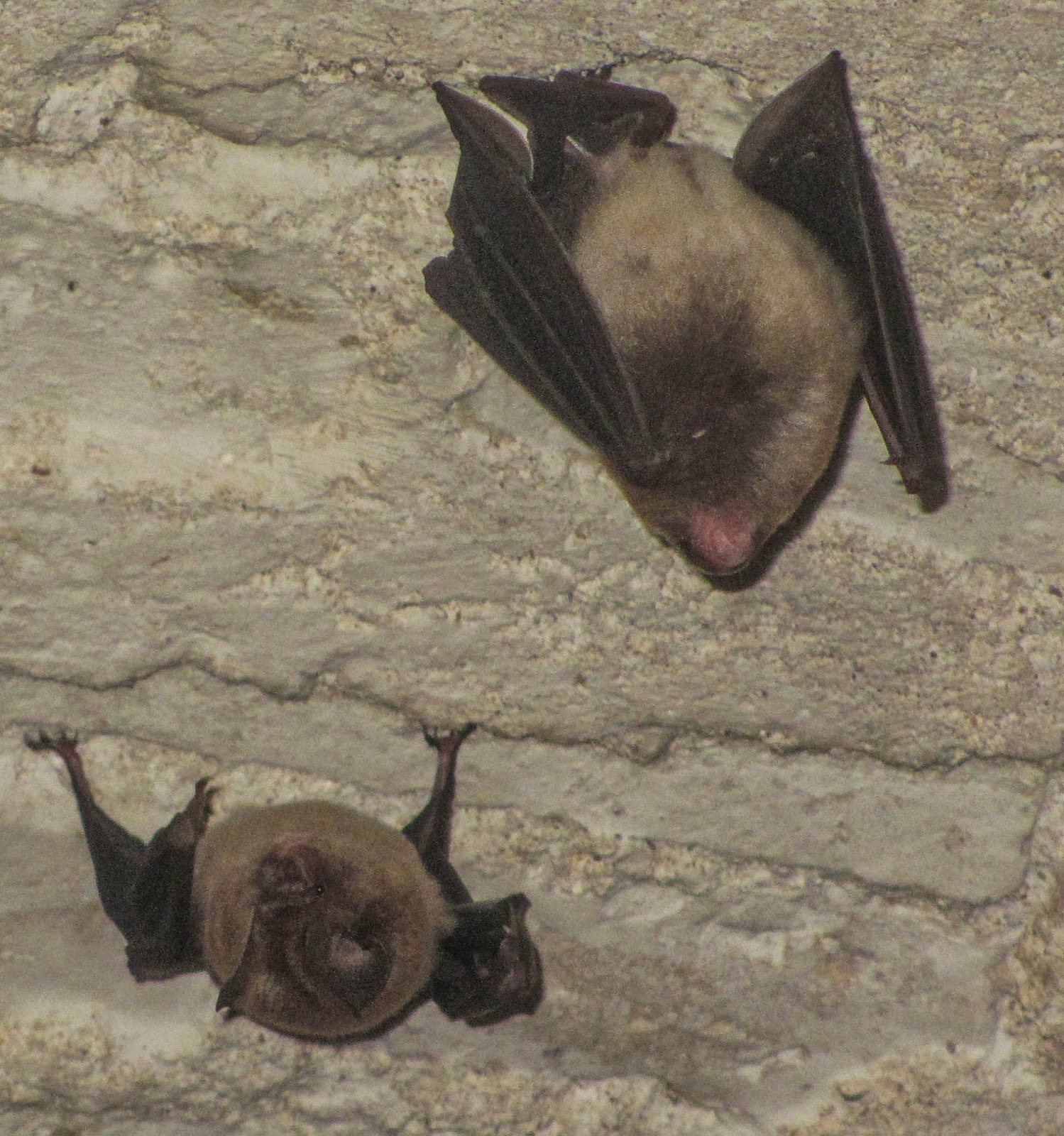 Cannundrums: Bats at Elmina Castle in Ghana
