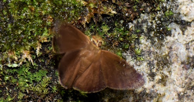 The Forested Path (and Beyond): BUTTERFLIES of RAUB: Hasora lizetta (Plötz)
