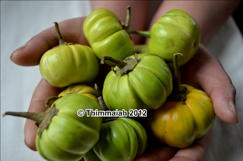 Regenerative Organic Agriculture : Bitter Tomato : A Potential ...