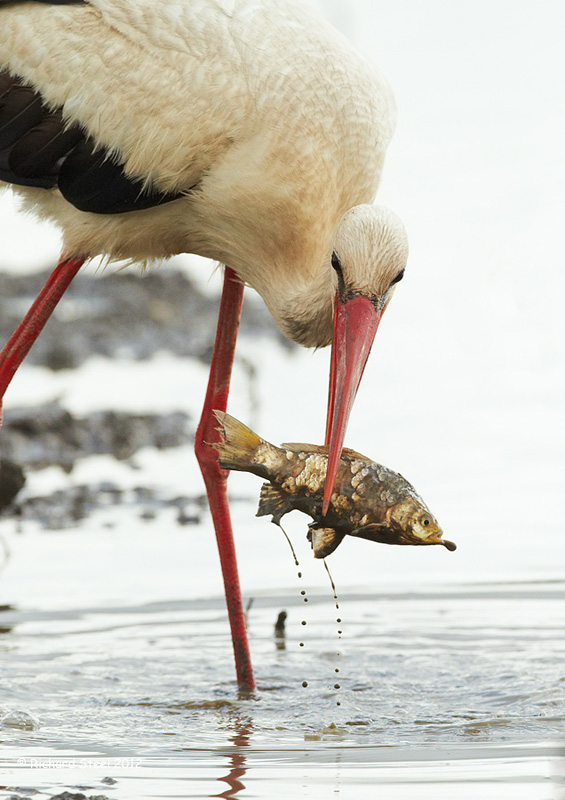 Wildlife Photographic Journals: July 2012