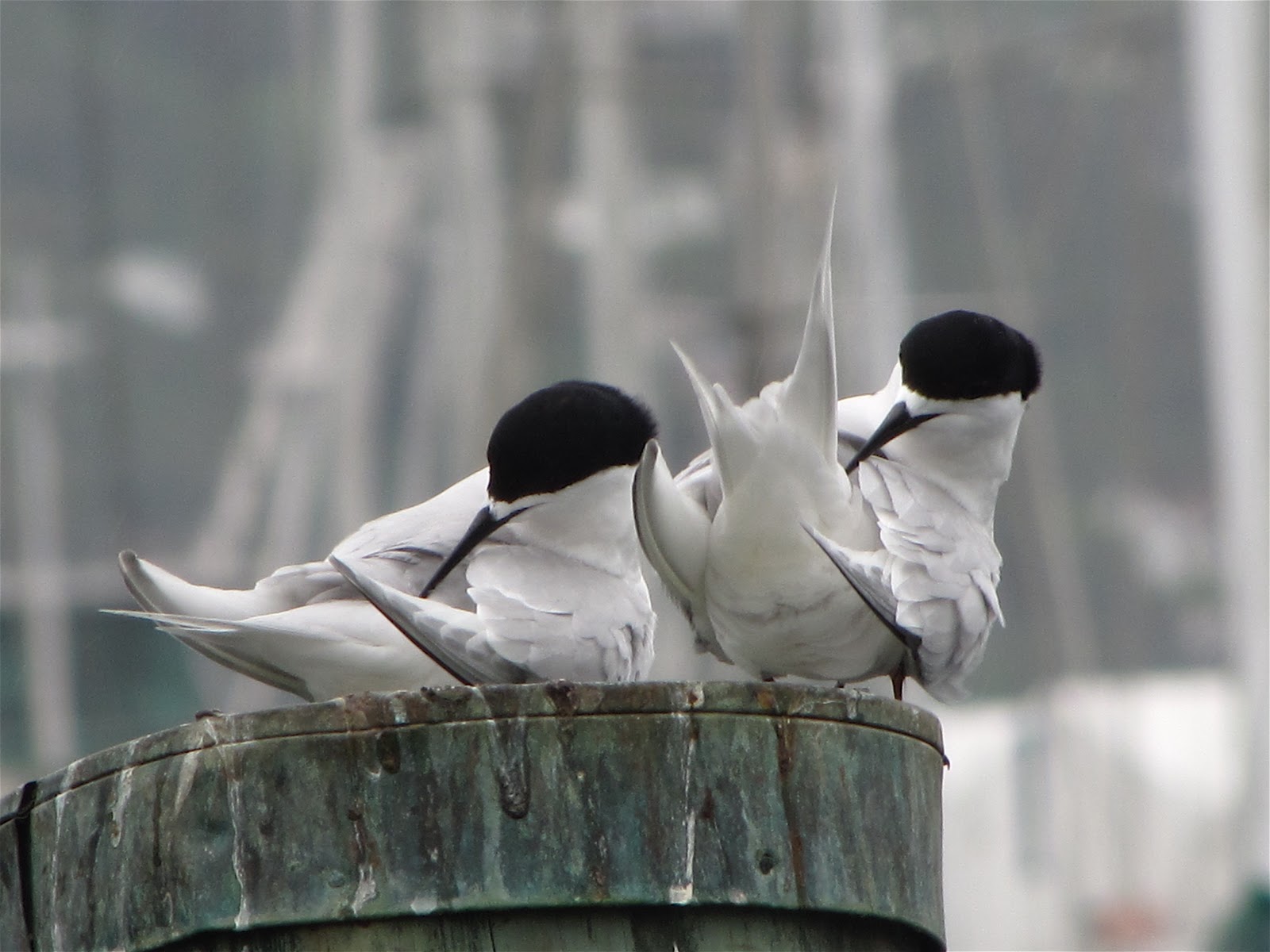Birders Without Borders: White-fronted Tern