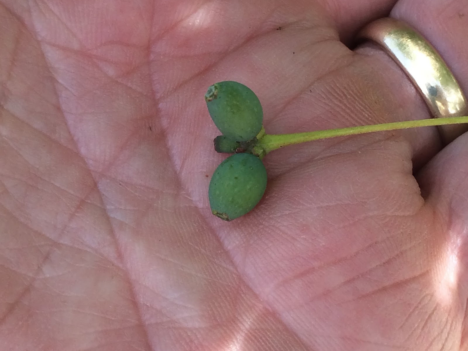 Trees of Santa Cruz County: Nyssa sylvatica - Tupelo tree