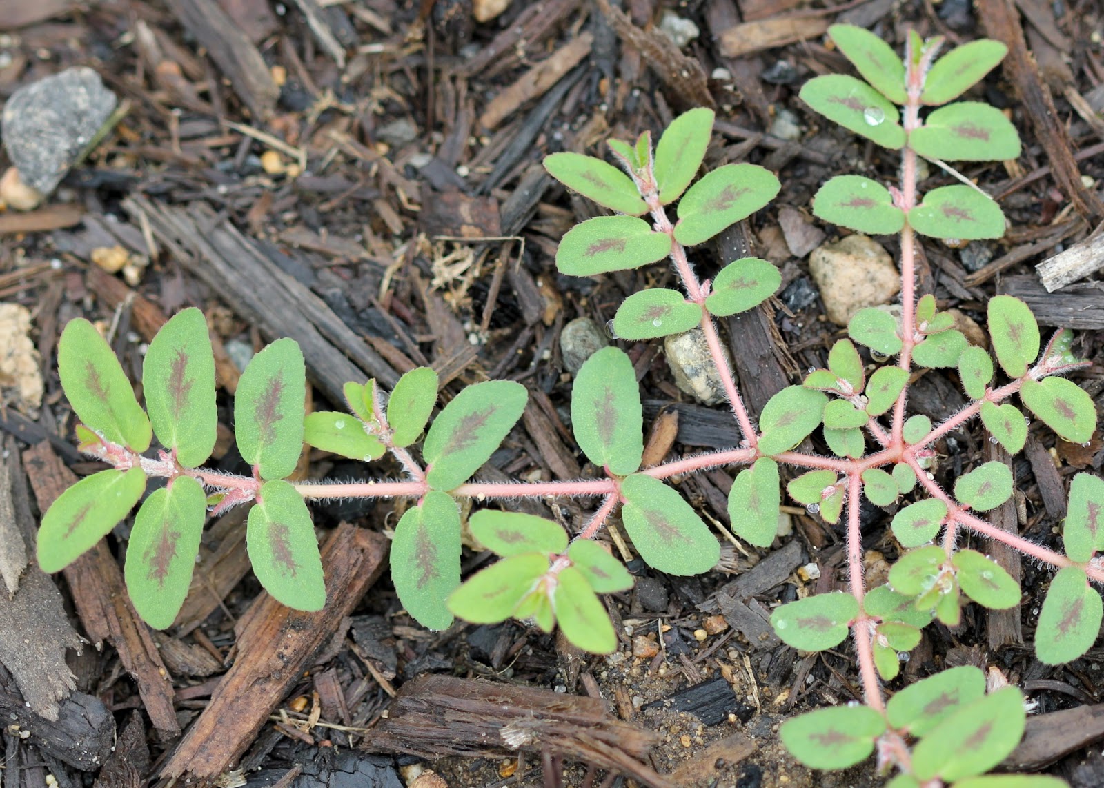 Red House Garden: What Was I Thinking?!