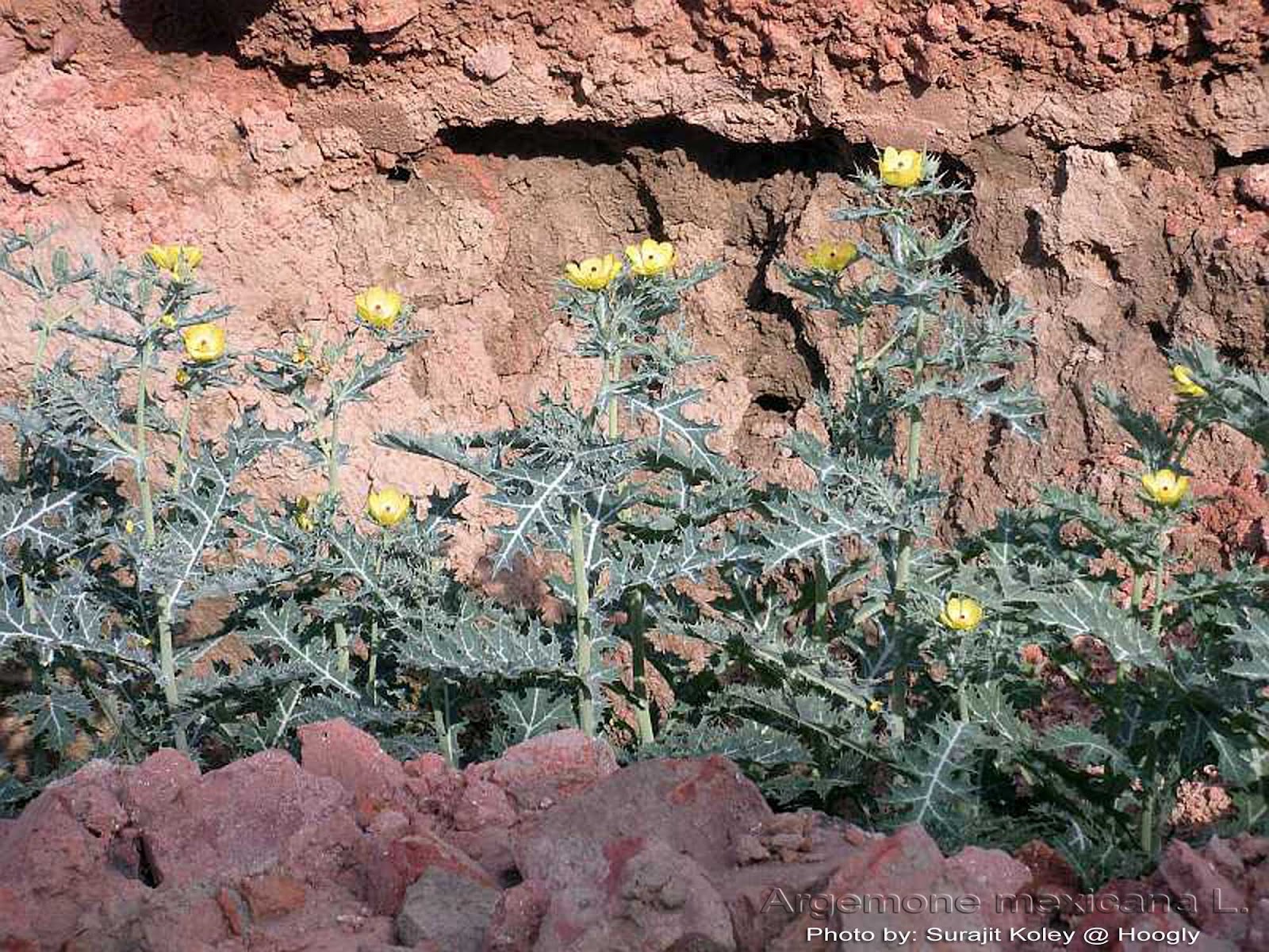 Medicinal Plants: Argemone mexicana Brahmadandi Satyanashi Kudiyotti